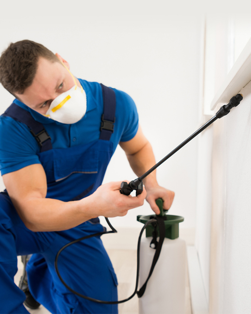 Crushing Bed Bugs: Our Secret Weapon Revealed to Winning the War ...