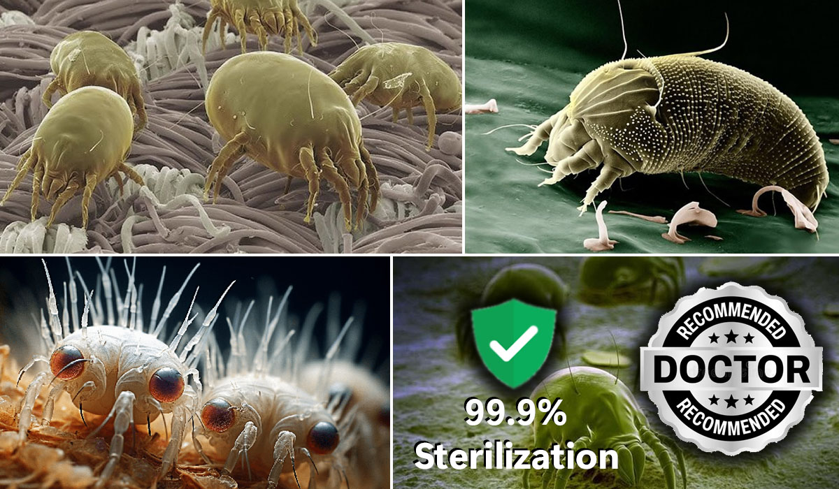 Crushing Bed Bugs: Our Secret Weapon Revealed to Winning the War ...