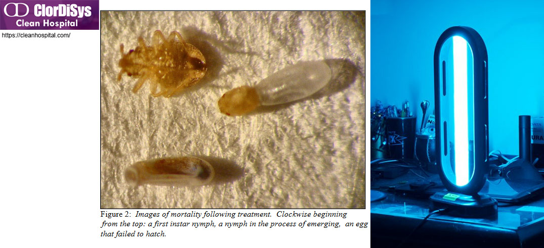 Crushing Bed Bugs: Our Secret Weapon Revealed to Winning the War ...